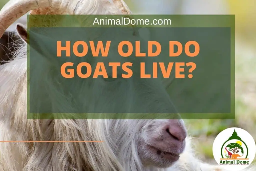 How Old Do Goats Live? - Animal Dome