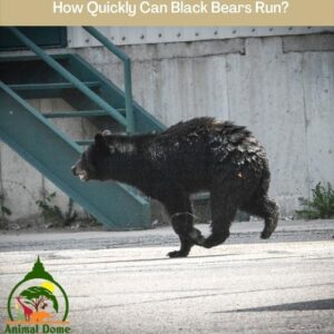 How Fast Can A Bear Run? - Animal Dome