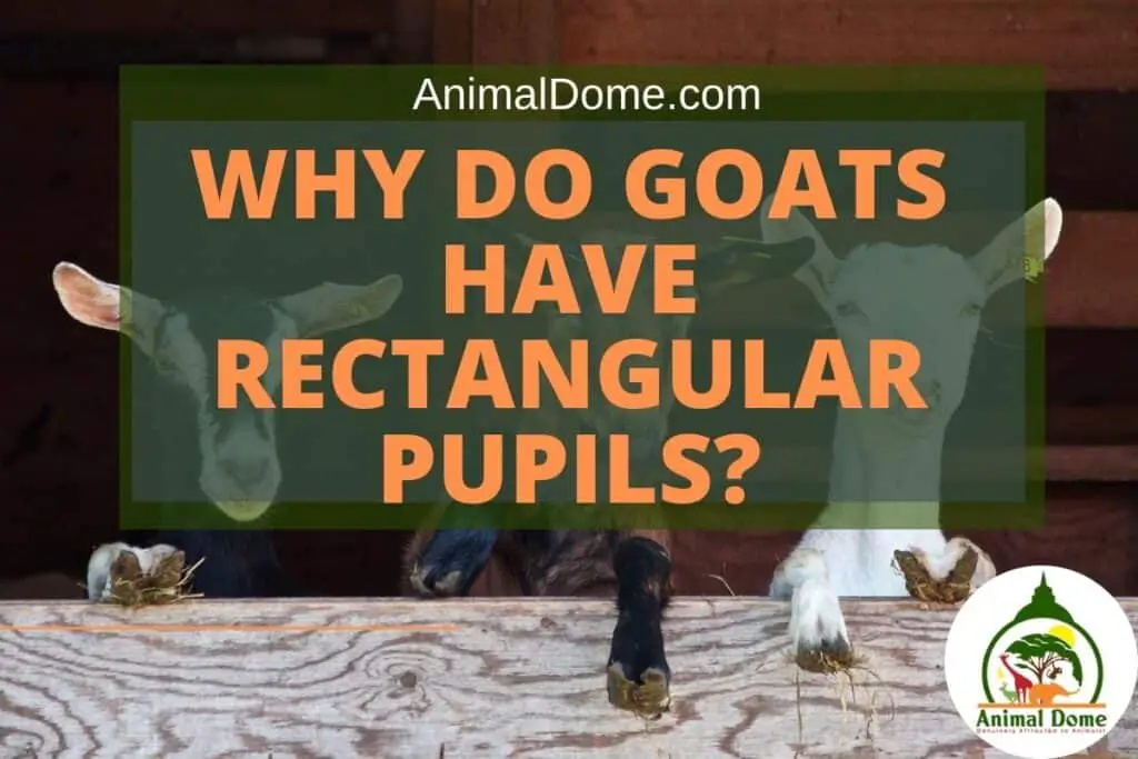 Why Do Goats Have Rectangular Pupils? - Animal Dome