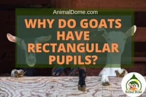 Why Do Goats Have Rectangular Pupils? - Animal Dome