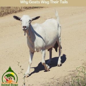 Why Do Goats Wag Their Tails? - Animal Dome