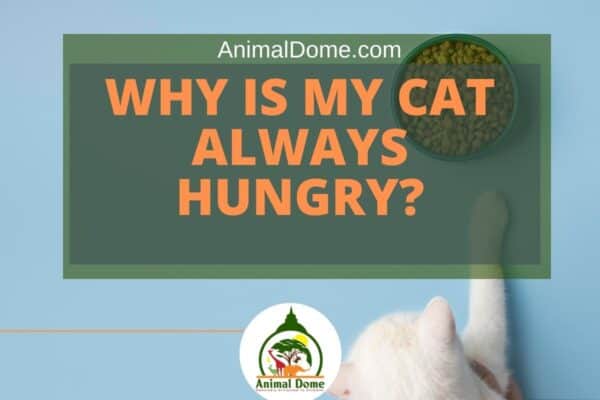 Why Is My Cat Always Hungry? - Animal Dome