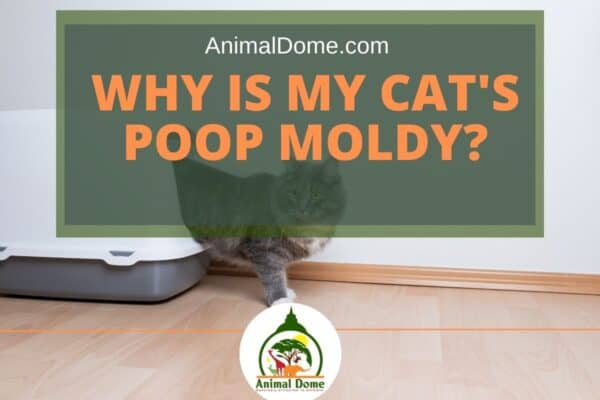 Why Is My Cat's Poop Moldy? - Animal Dome