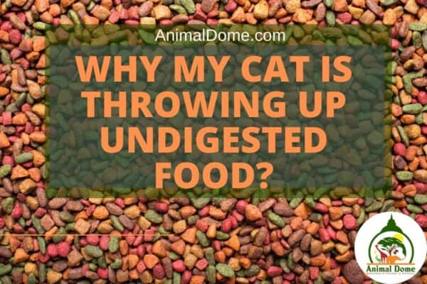 Why My Cat Is Throwing Up Undigested Food? - Animal Dome