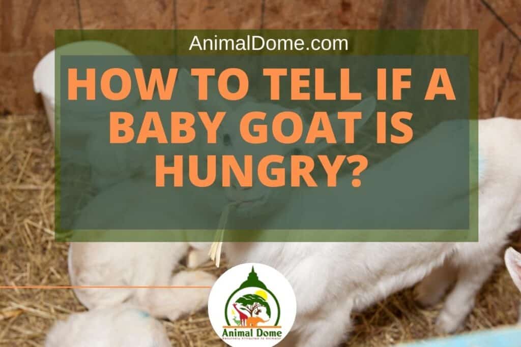 How To Tell If a Baby Goat is Hungry? - Animal Dome