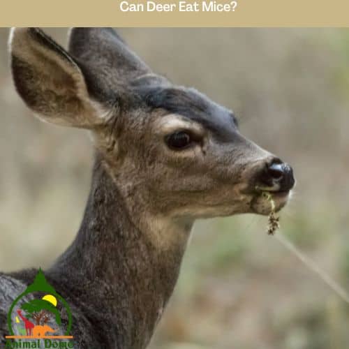 Why Do Deer Eat Mice This Is Why Animal Dome Why Do Deer Eat Mice This Is Why Animal Dome