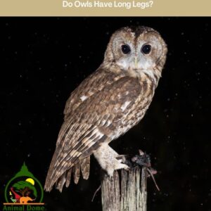 Do Owls Have Knees? (Facts About Owl Legs) - Animal Dome