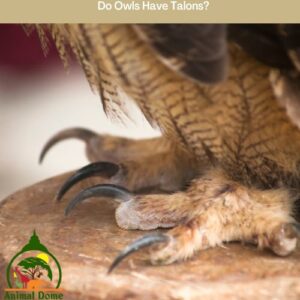 Do Owls Have Knees? (Facts About Owl Legs) - Animal Dome