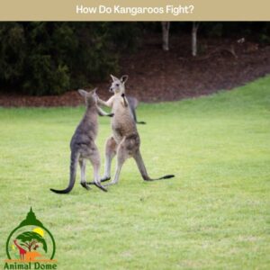 The Real Reason Why Kangaroos Fight (Box) With Each Other - Animal Dome