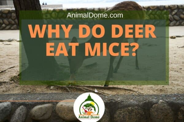 Why Do Deer Eat Mice? This Is Why! - Animal Dome