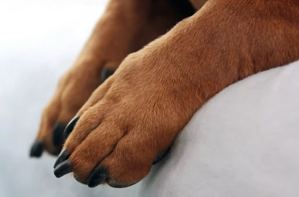 6 Ways to Strengthen your Great Dane Feet - Animal Dome