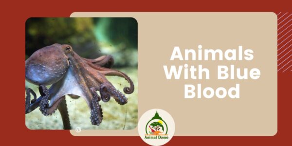 10 Animals With Blue Blood - Animal Dome