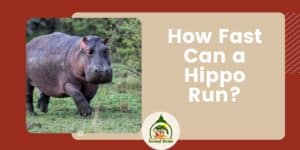 How Fast Can a Hippo Run? - Animal Dome