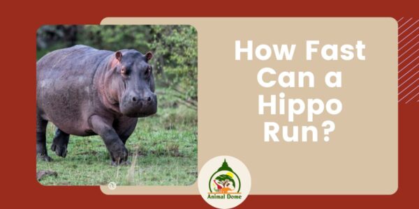 How Fast Can a Hippo Run? - Animal Dome