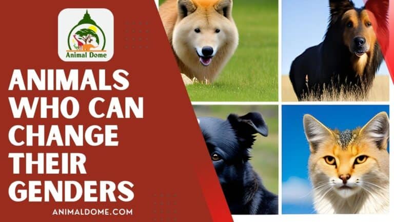 Animals Who Can Change Their Genders [ Transgender Animals ] - Animal Dome