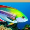 Animals Who Can Change Their Genders [ Transgender Animals ] - Animal Dome