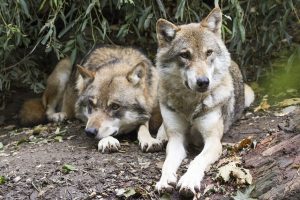 Do Wolves Mate for Life? Bonds And Behaviors - Animal Dome