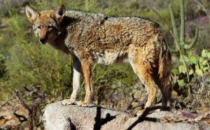 How Fast Can Coyotes Run at Top Speed? - Animal Dome