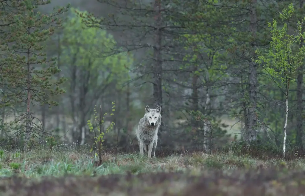 Beta Wolf: Understanding The Dynamics in Its Crucial Role - Animal Dome