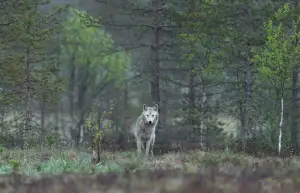 Beta Wolf: Understanding The Dynamics in Its Crucial Role - Animal Dome