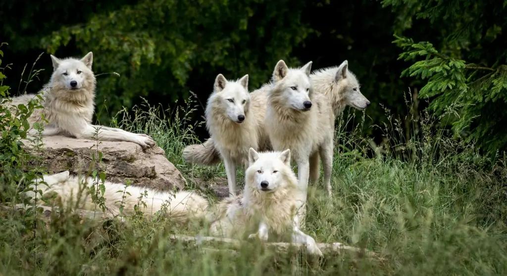 Beta Wolf: Understanding The Dynamics in Its Crucial Role - Animal Dome