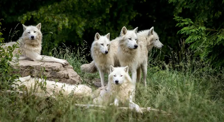 Beta Wolf: Understanding The Dynamics in Its Crucial Role - Animal Dome