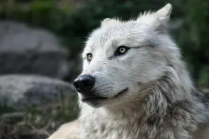 Beta Wolf: Understanding The Dynamics in Its Crucial Role - Animal Dome