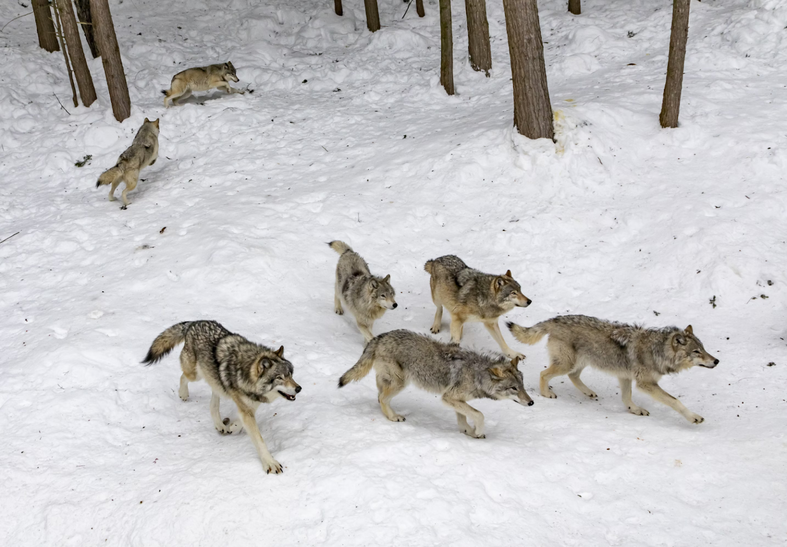 Beta Wolf: Understanding The Dynamics in Its Crucial Role - Animal Dome