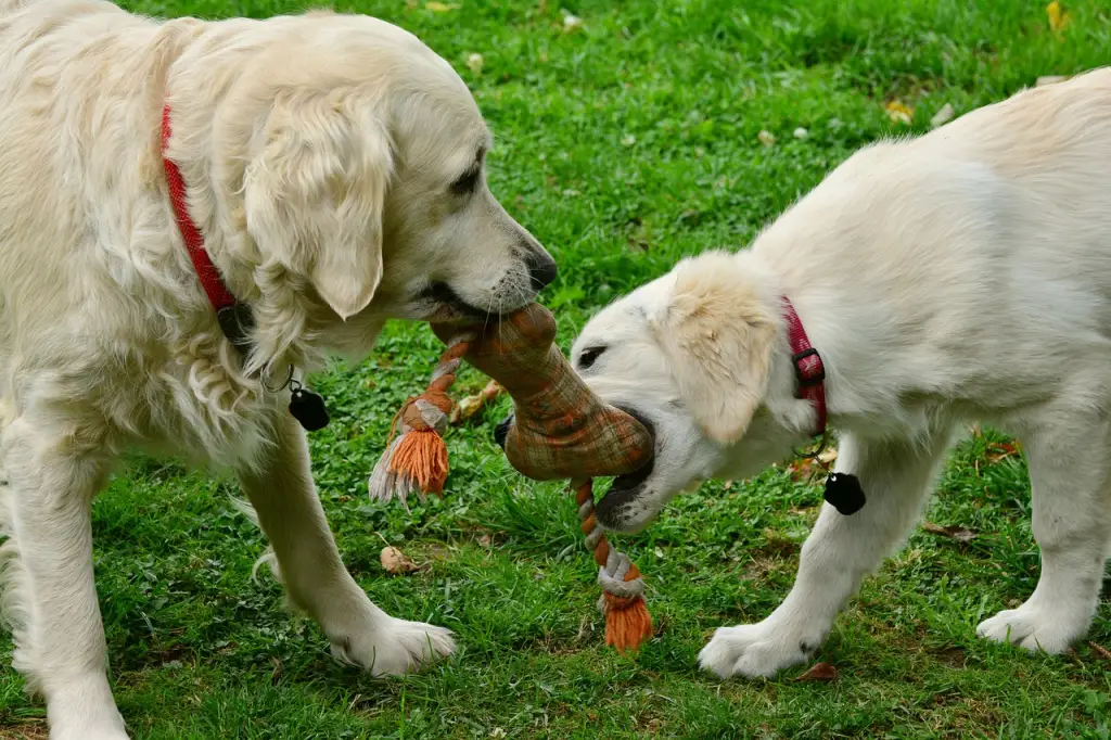 How to Stop a Dog from Resource Guarding a Person - Animal Dome